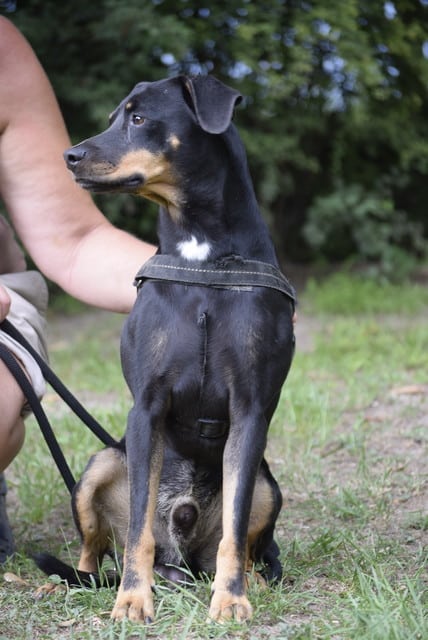 Pityke - Hundehilfe Marika e.V.