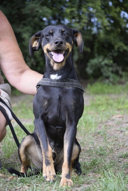 Pityke - Hundehilfe Marika e.V.