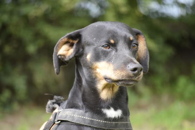 Pityke - Hundehilfe Marika e.V.